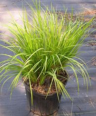 Acorus Gramineus Gold