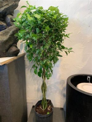 Ficus Benjamina Braided