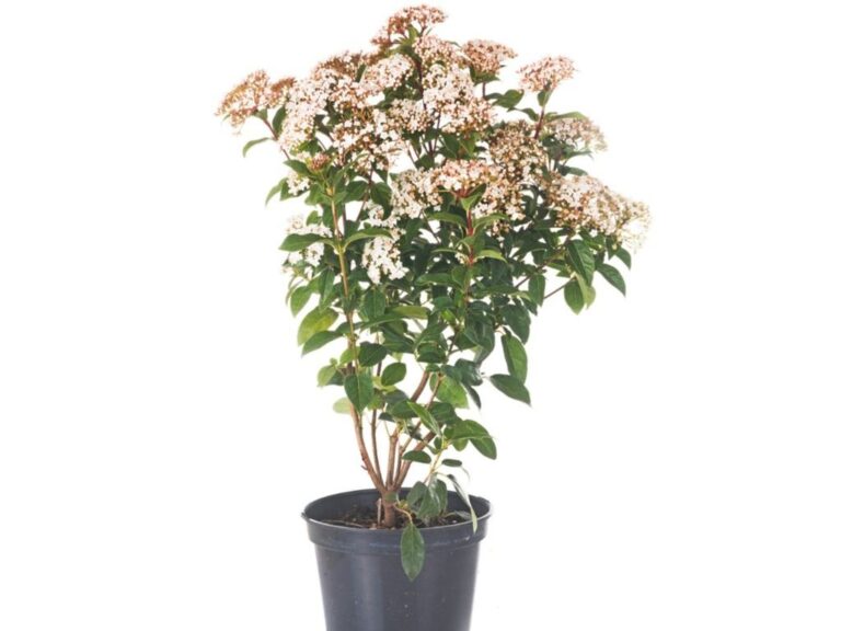 Viburnum Tinus Compactum